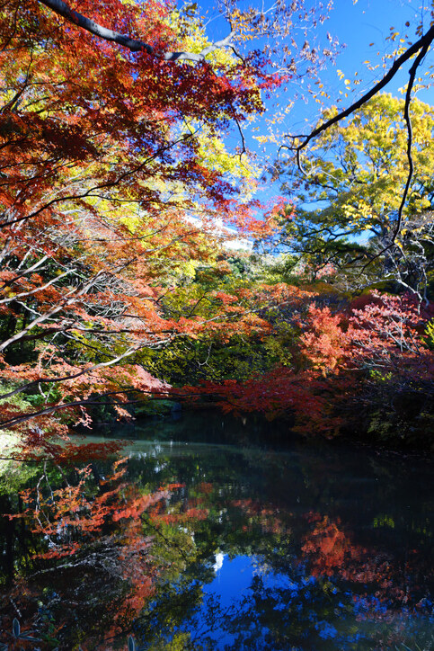日本紅葉2023預測公開5大賞楓好去處推介最佳觀賞時間